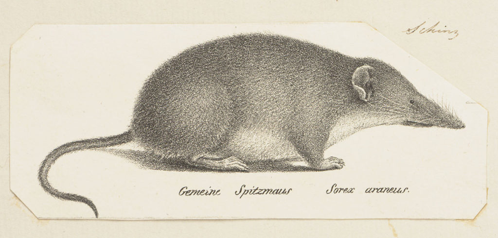 spitsmuis | De Schrijfschool